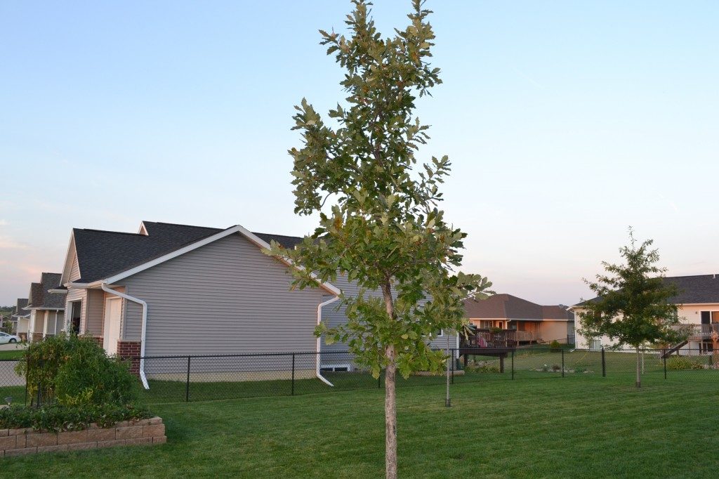 Swamp White Oak - Next Generation Landscape Nursery