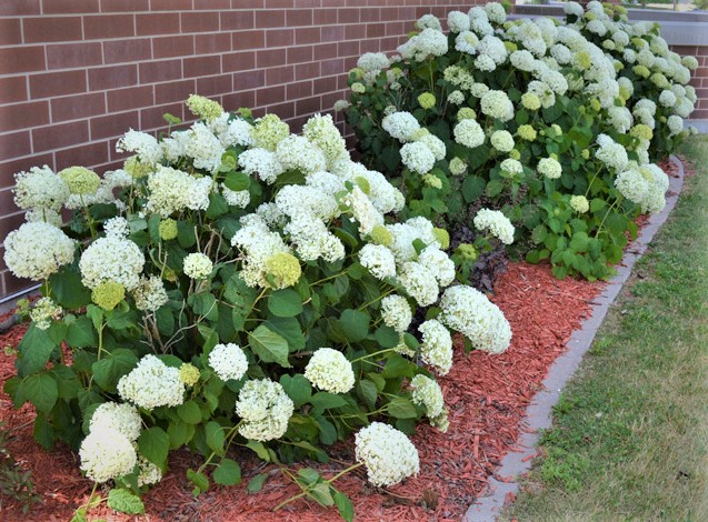 Annabelle Hydrangea - Next Generation Landscape Nursery