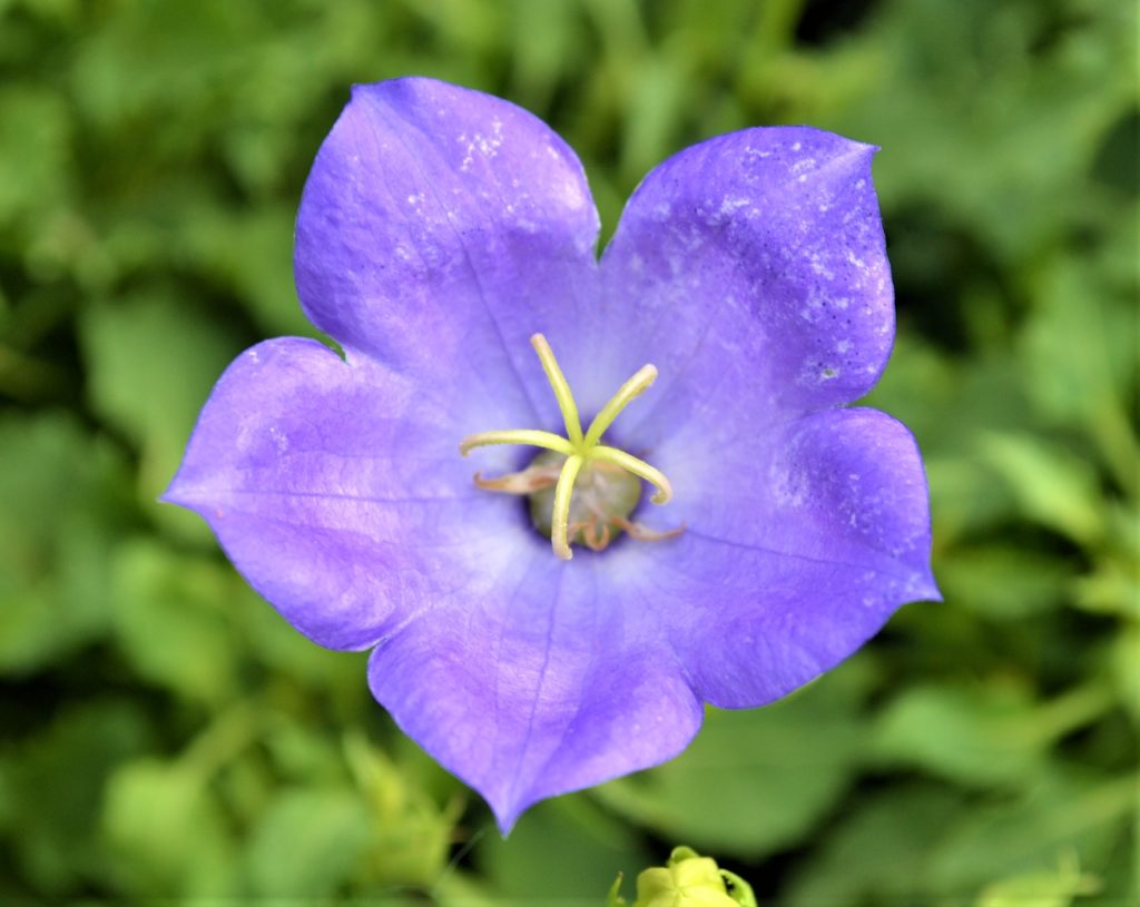 Blue Clips Bellflower - Next Generation Landscape Nursery