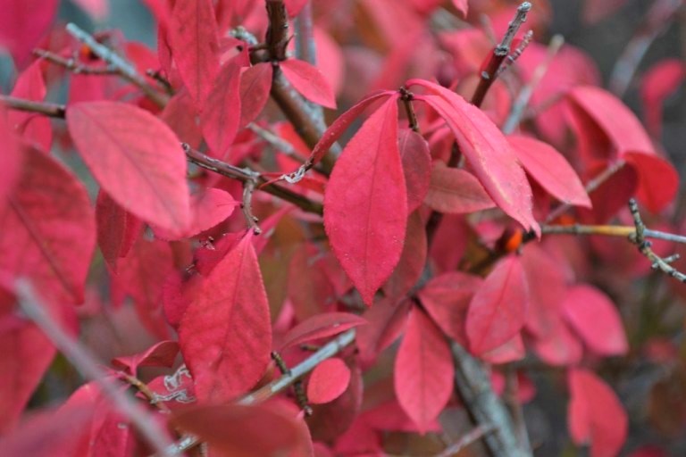 Dwarf Burning Bush - Next Generation Landscape Nursery