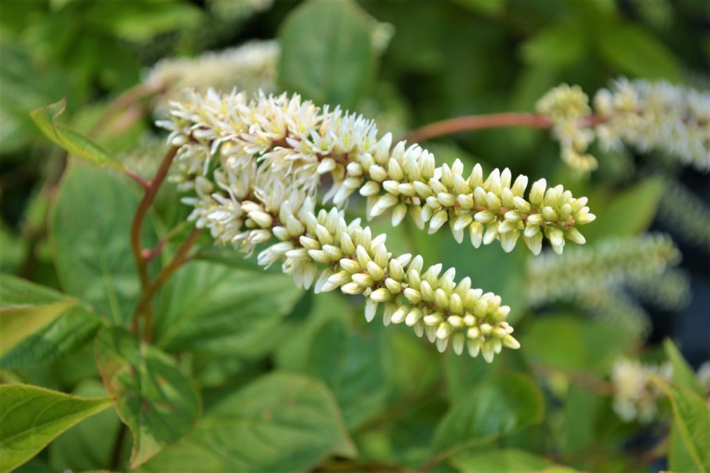 Little Henry Dwarf Sweetspire - Next Generation Landscape Nursery