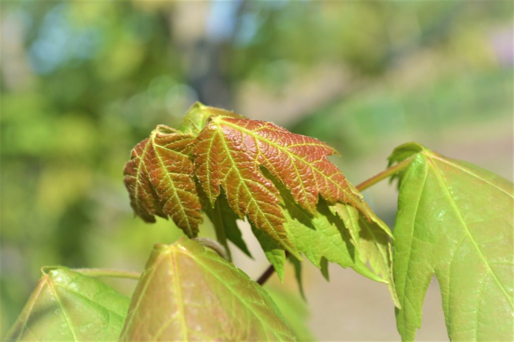 Sienna Glen Maple - Next Generation Landscape Nursery