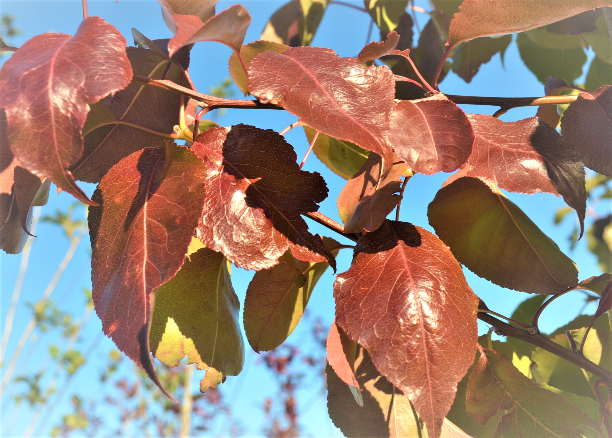 Cleveland Pear - Next Generation Landscape Nursery