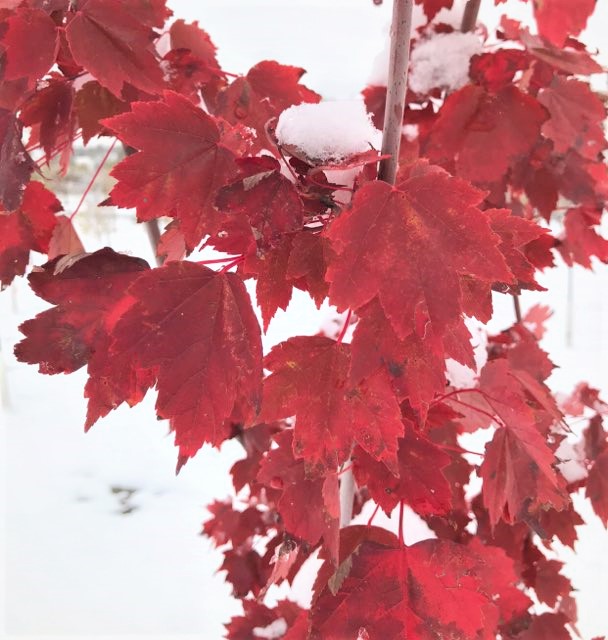 Matador Maple - Next Generation Landscape Nursery