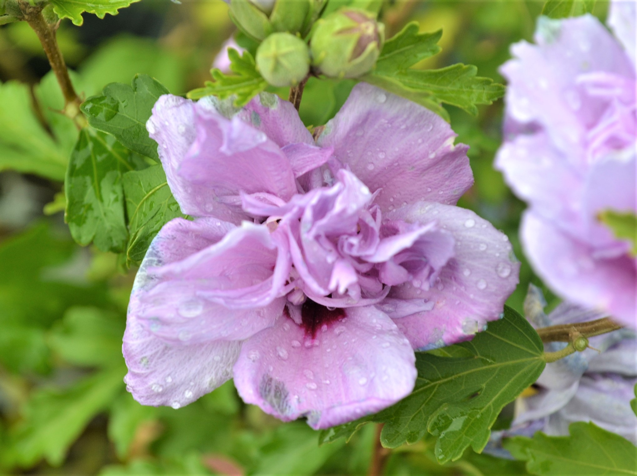 Minerva Rose of Sharon Althea - Next Generation Landscape Nursery