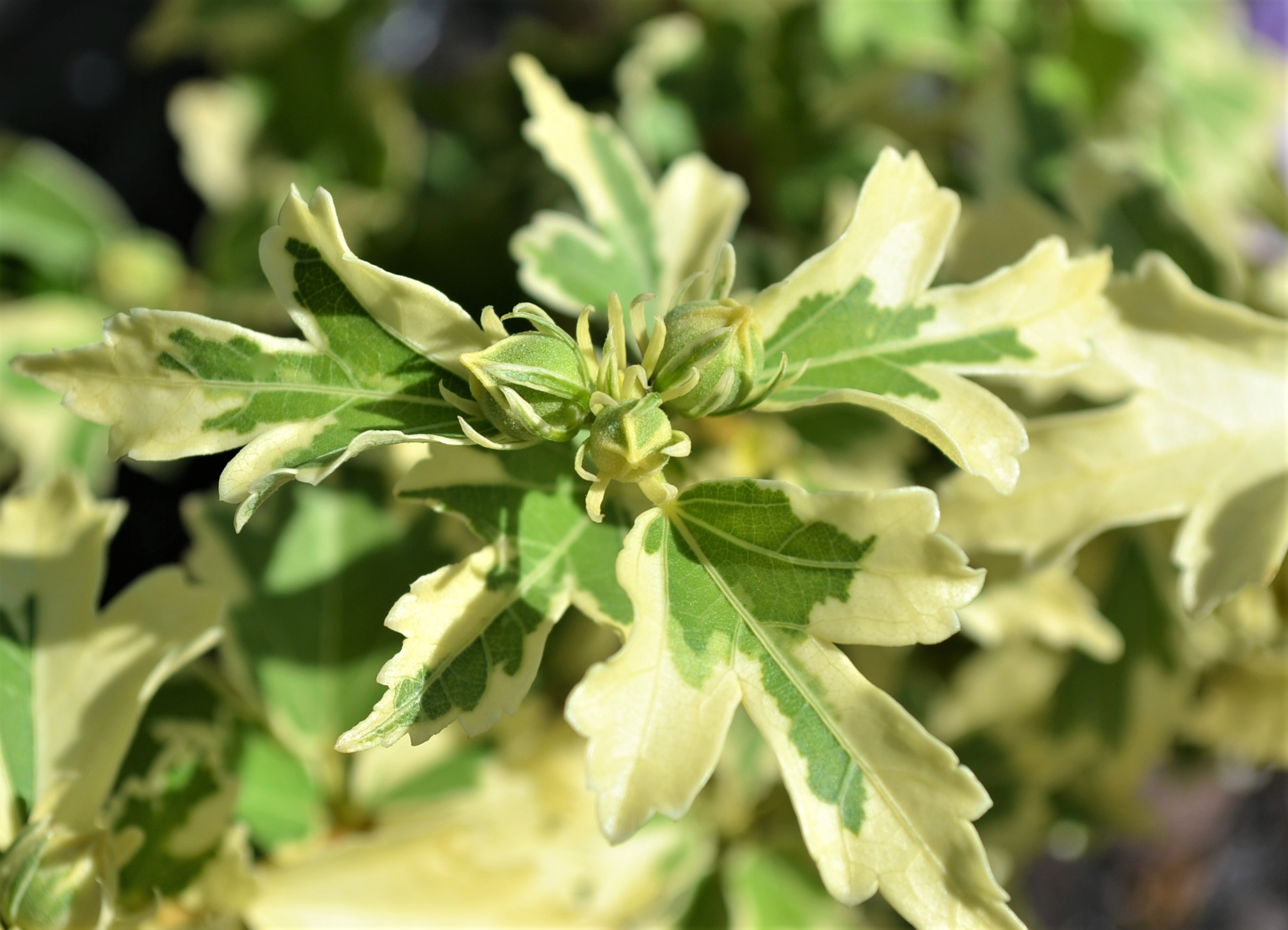 Summer Ruffle Variegated Hibiscus - Next Generation Landscape Nursery