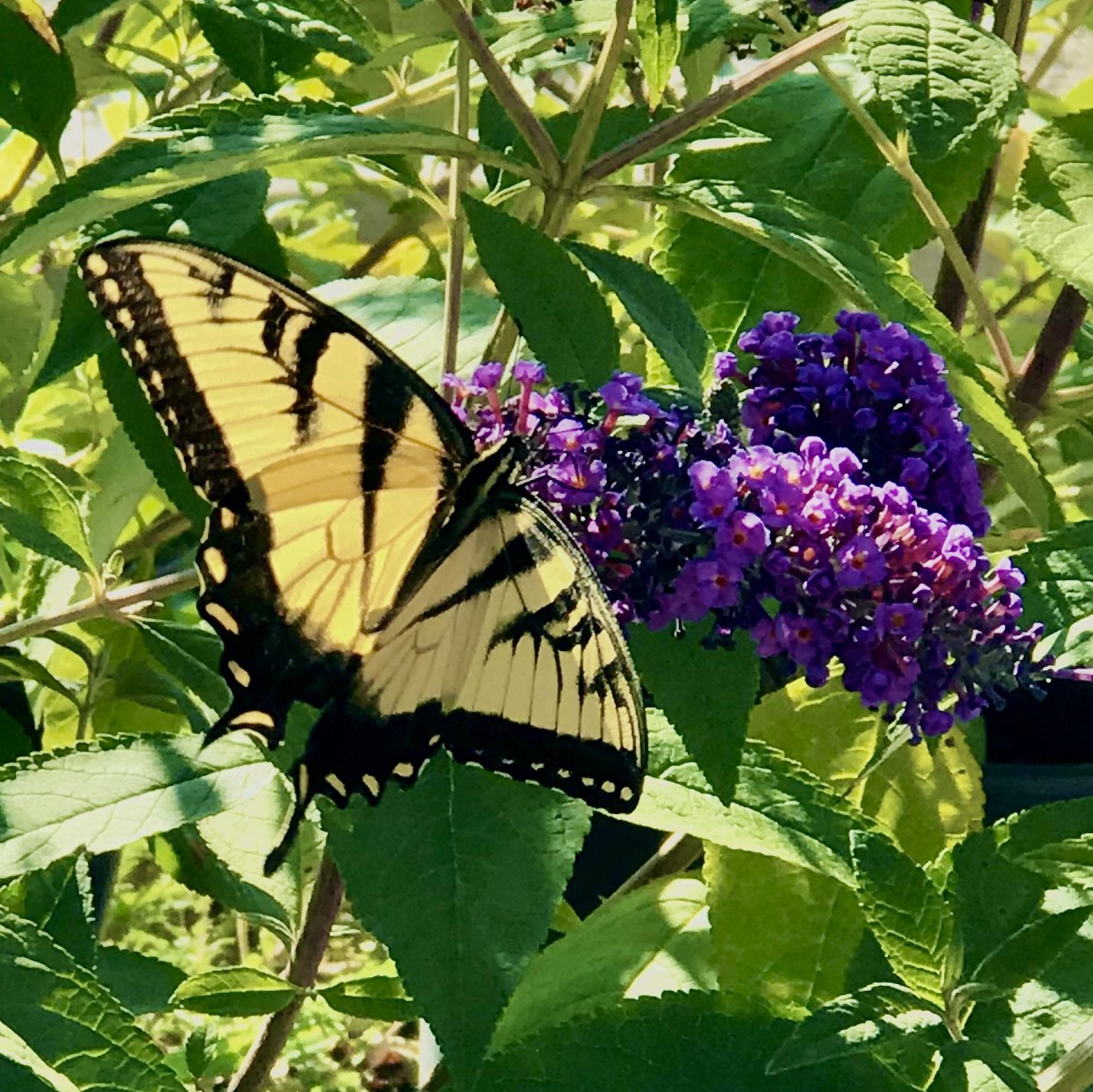 Black Knight Butterfly Bush - Next Generation Landscape Nursery