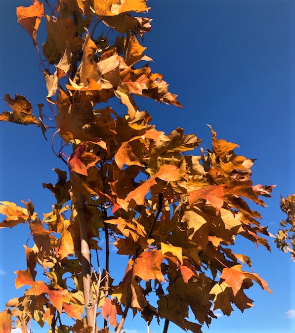 Fall Fiesta Maple - Next Generation Landscape Nursery
