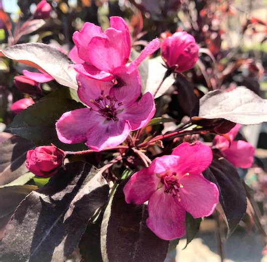 Gladiator Crabapple - Next Generation Landscape Nursery