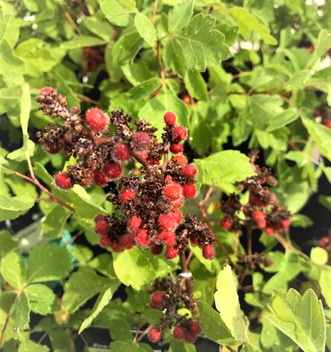 Gro-low Fragrant Sumac - Next Generation Landscape Nursery