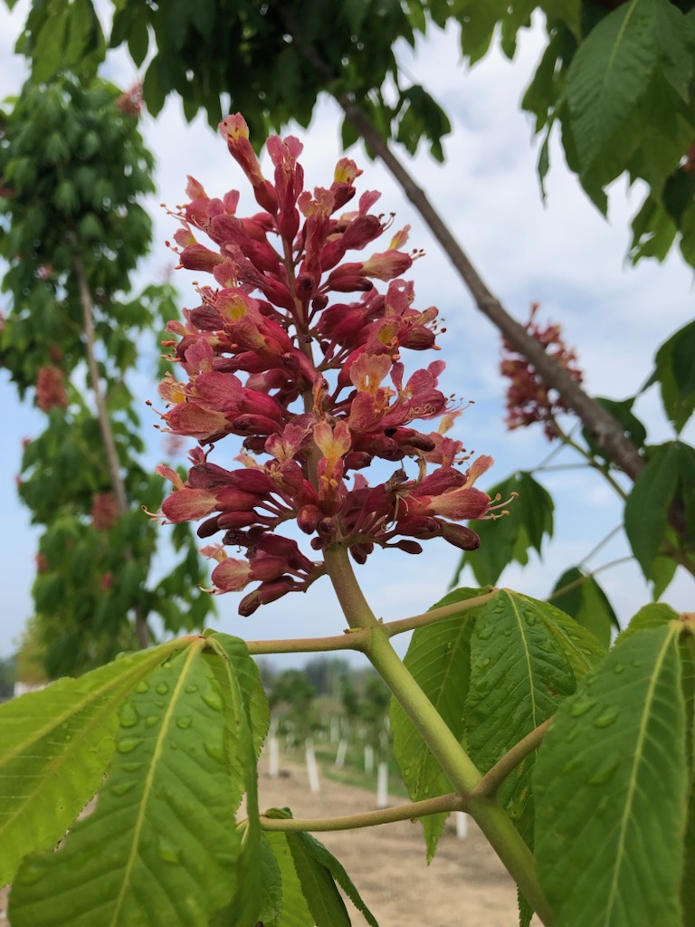 Mystic Ruby Buckeye - Next Generation Landscape Nursery