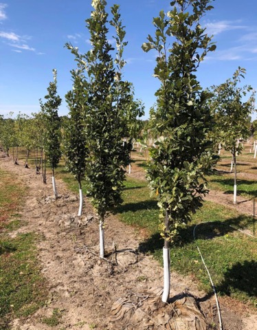Regal Prince Oak - Next Generation Landscape Nursery