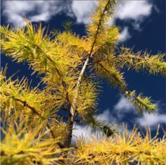 Tamarack - Next Generation Landscape Nursery