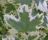 Variegated Norway Maple - Next Generation Landscape Nursery