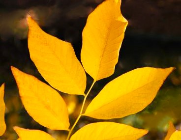 Yellowwood - Next Generation Landscape Nursery