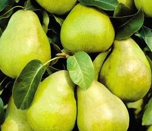 Kieffer Pear - Next Generation Landscape Nursery