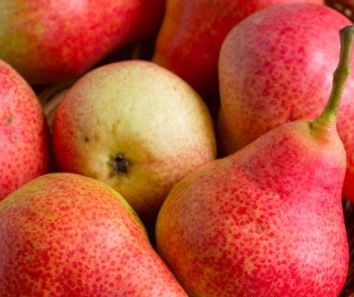 Summercrisp Pear - Next Generation Landscape Nursery