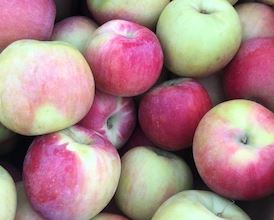 Zestar Apple - Next Generation Landscape Nursery